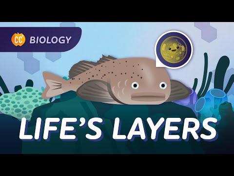 How Life is Organized: Crash Course Biology #4