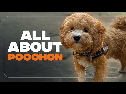 Bichon Poodle Mix: Everything About The Perfect Teddy Bear Mix(Before You Get One)