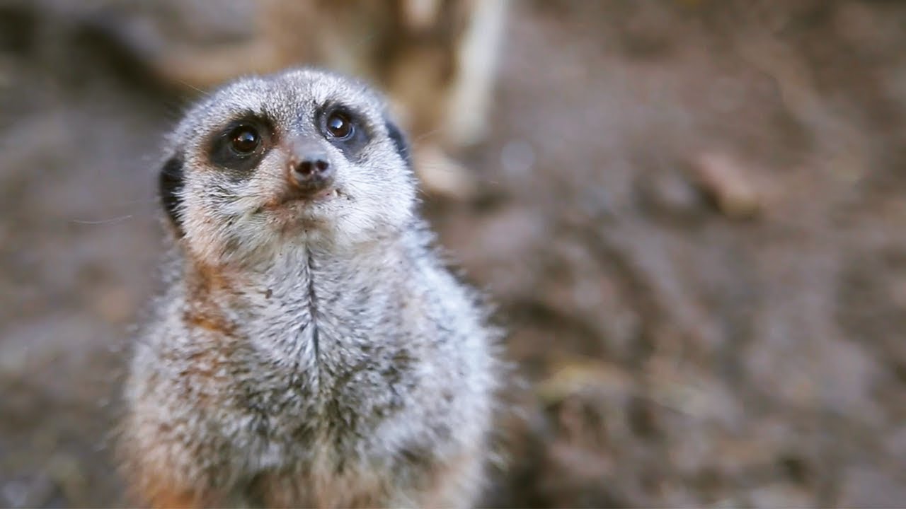 Reaseheath's Mini Zoo