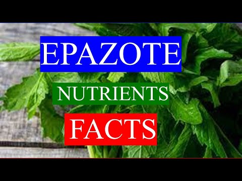 EPAZOTE --- Herb - Health Benefits and Nutrients Facts