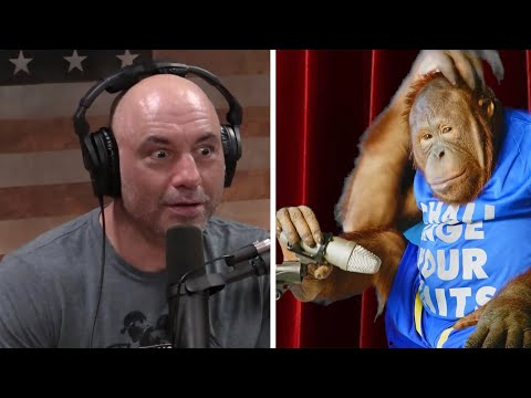 Steam Community :: Video :: Joe Rogan And Rambo-The-Orangutan Talk ...