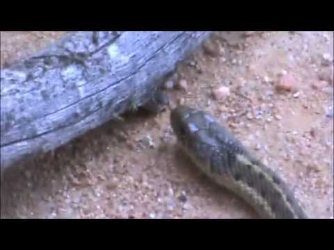 Checkered Garter Snake