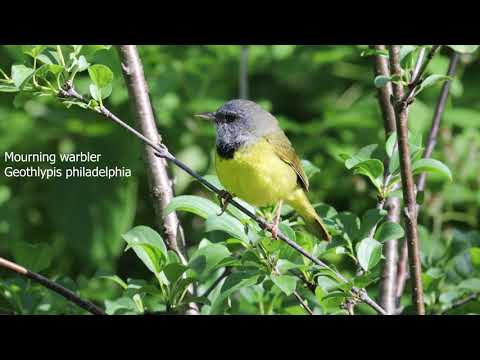 Mourning warbler song
