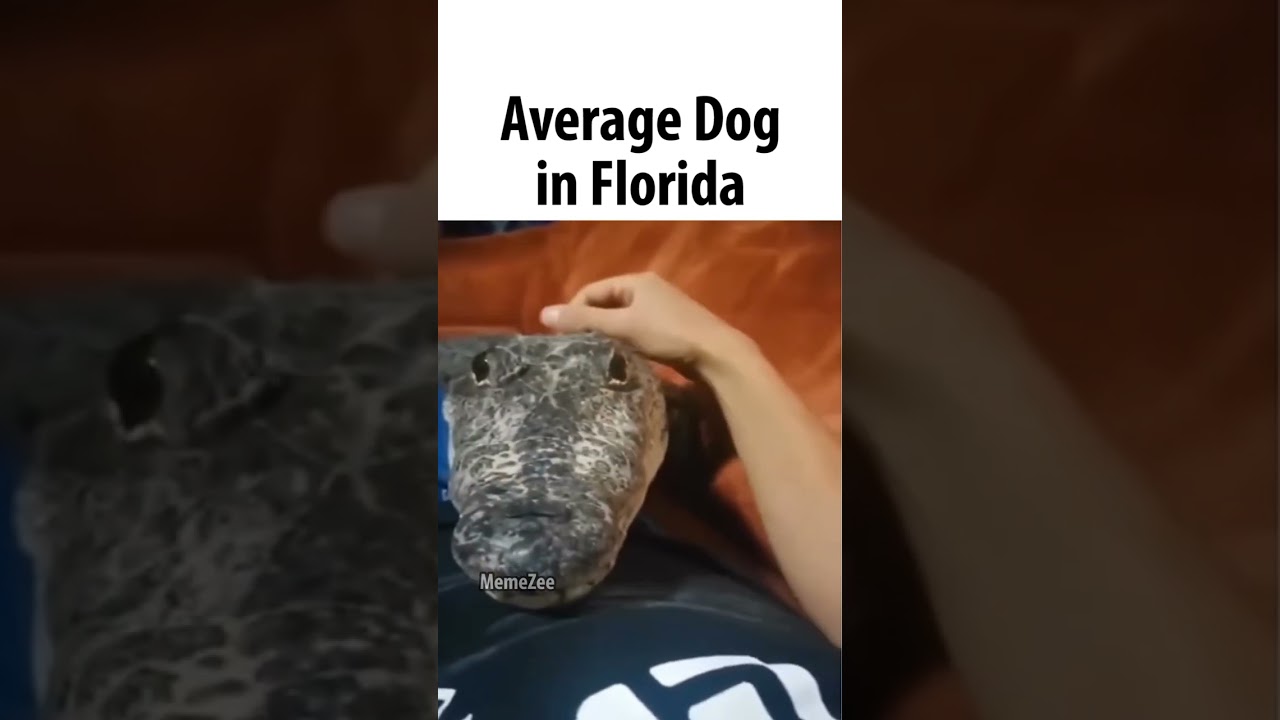 Average Florida Dog