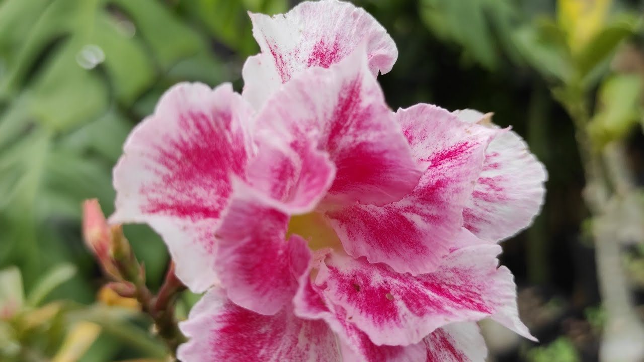 jual adenium kamboja jepang bunga tumpuk