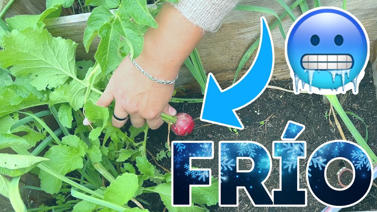 🌦 VEGETABLES Ideal for PLANTING in COLD and TEMPERATE CLIMATES 🥬