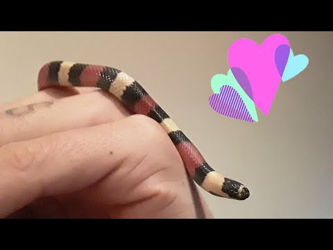 I named my Pueblan milk snake.....