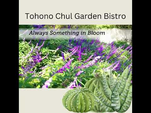 Local Highlight in Tucson, Tohono Chul