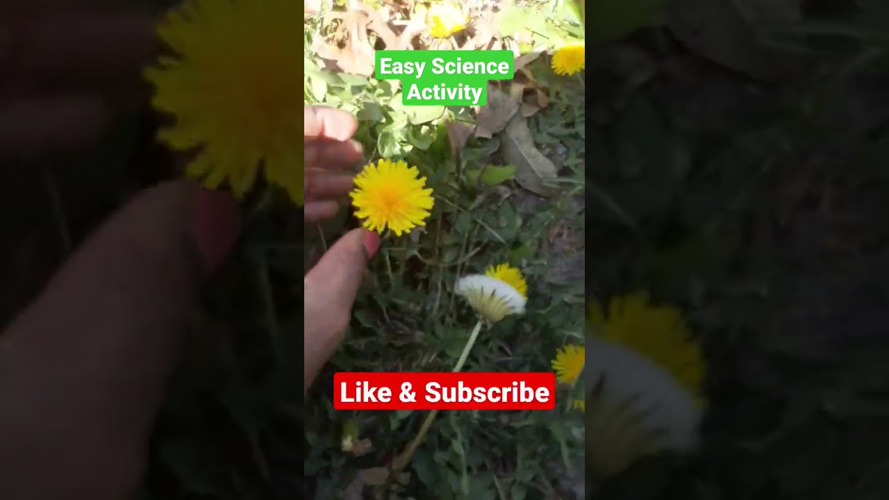 Easy FUN Spring Science Activity Idea