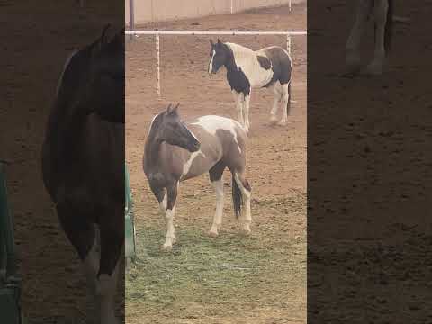 Angry Horse : GELDING vs STALLION ππ₯ Who Will Dominate?! #horse #shorts