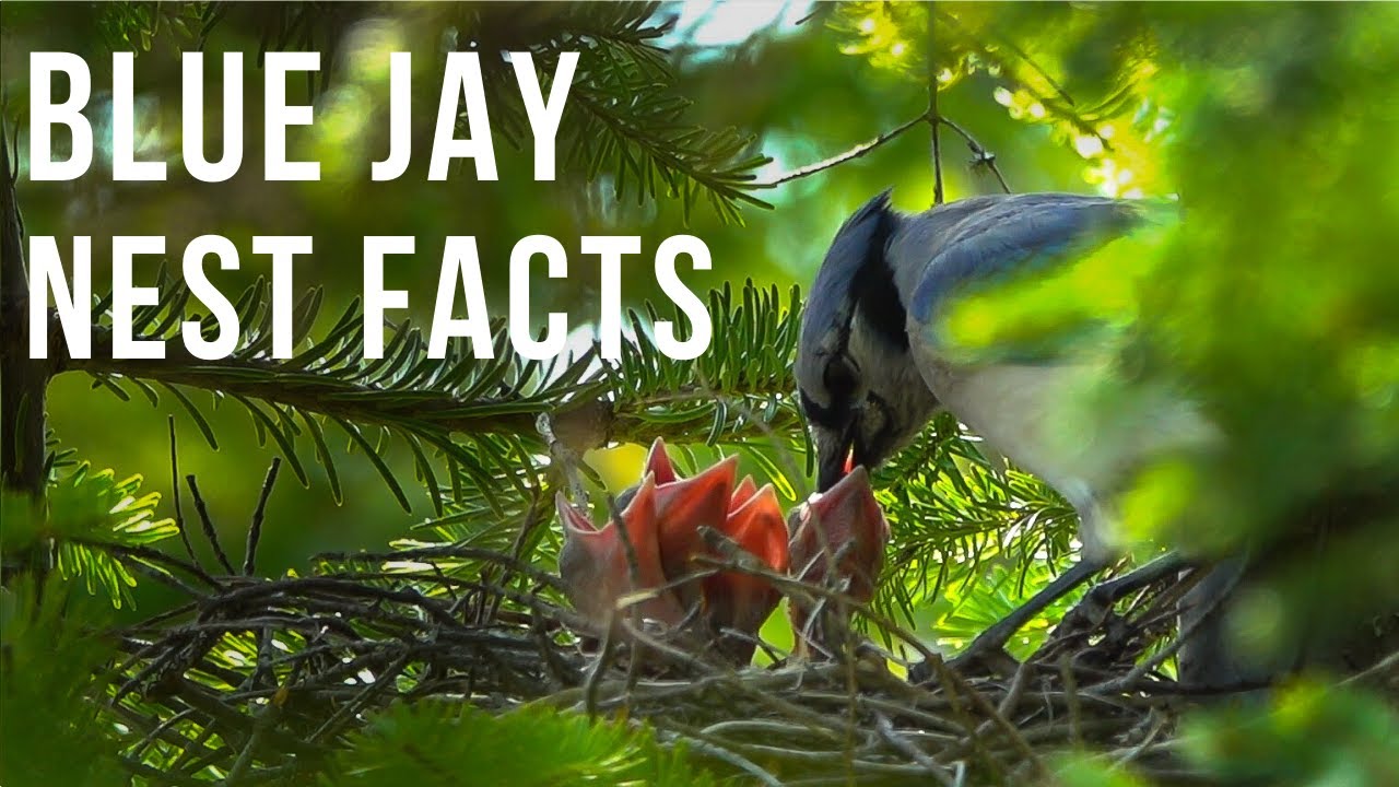 Blue Jay Nest Facts