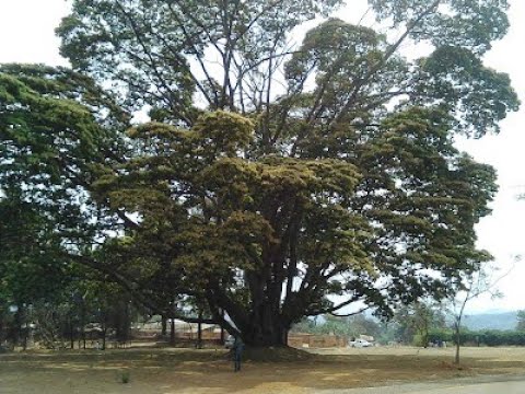Arbre du centre du Burundi | BURUNDI Gospel Music