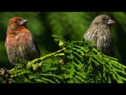 A focus on Western Red Cedar hedging: All you need to know about Thuja plicata