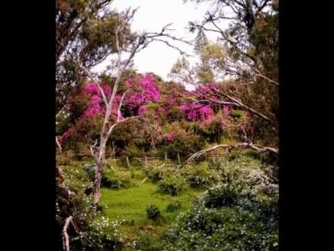 aloha no ka oi