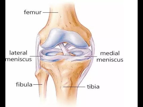 Two Minutes of Anatomy: Medial and Lateral Meniscus