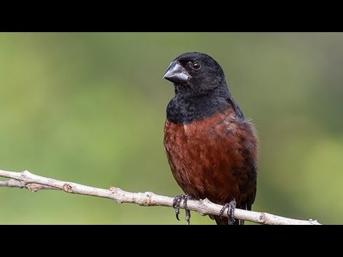 TV Cursos CPT | Curso Criação Comercial de Curiós e Bicudos - Técnicas ...