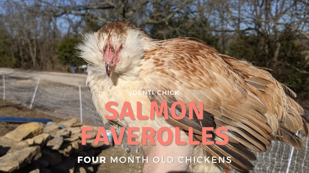 Salmon Faverolles: 4-Month-Old Chickens
