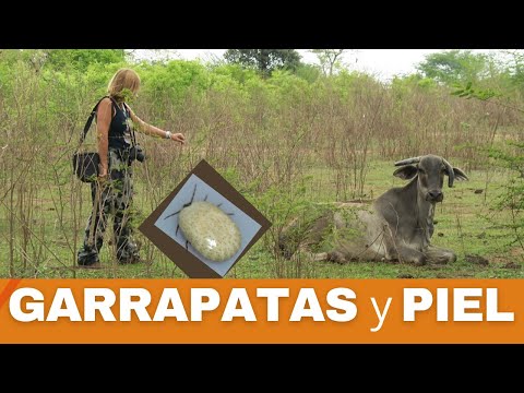 GARRAPATAS y PIEL. ¿Conoces las garrapatas? ¿Te han picado?