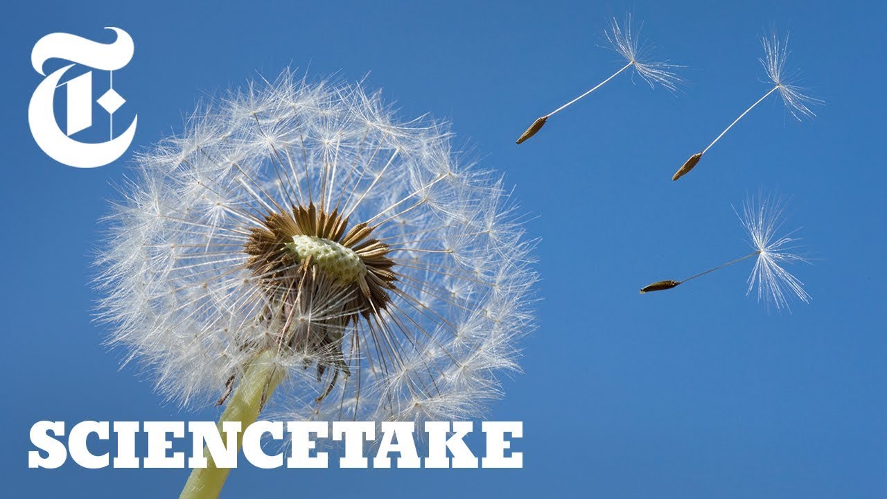 How a Vortex Helps Dandelions Fly | ScienceTake