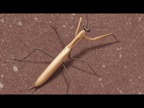 "Praying Mantis on Textured Surface - Nature Close-Up"