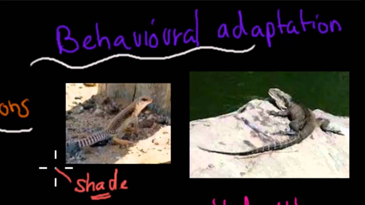 7. What are adaptations (Preliminary biology)