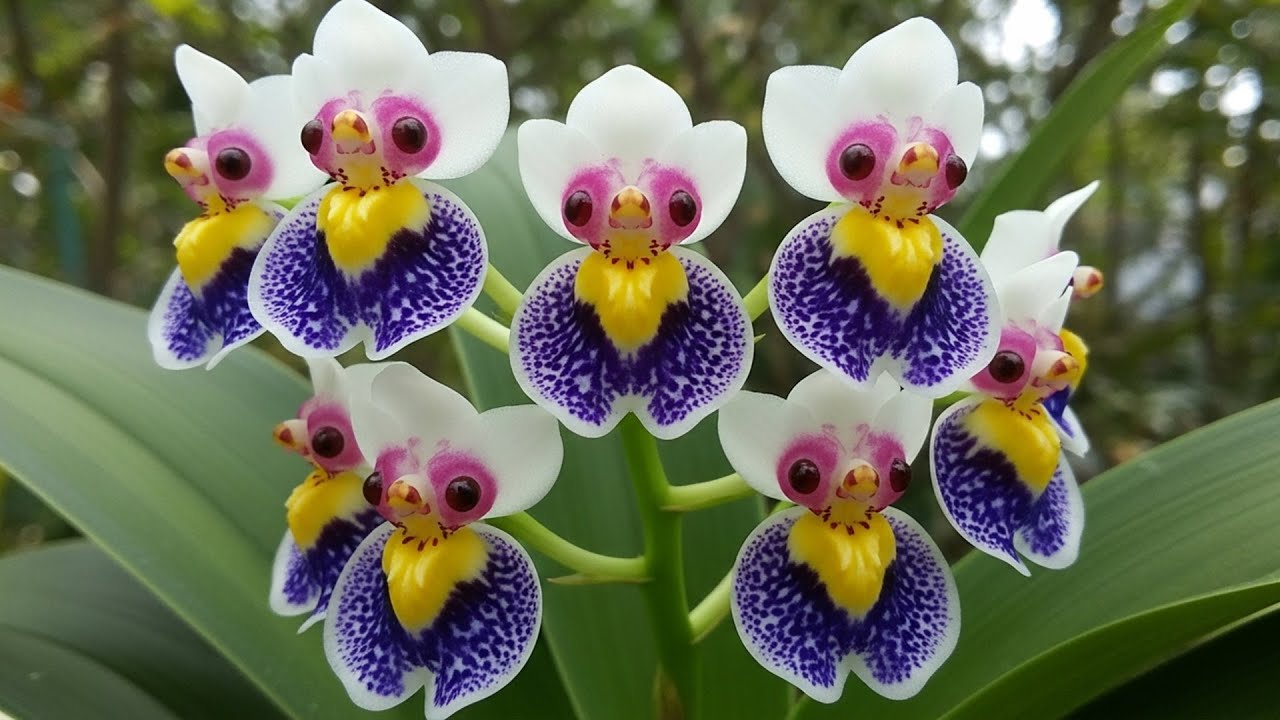 The 20 Most Beautiful Flowers in the World