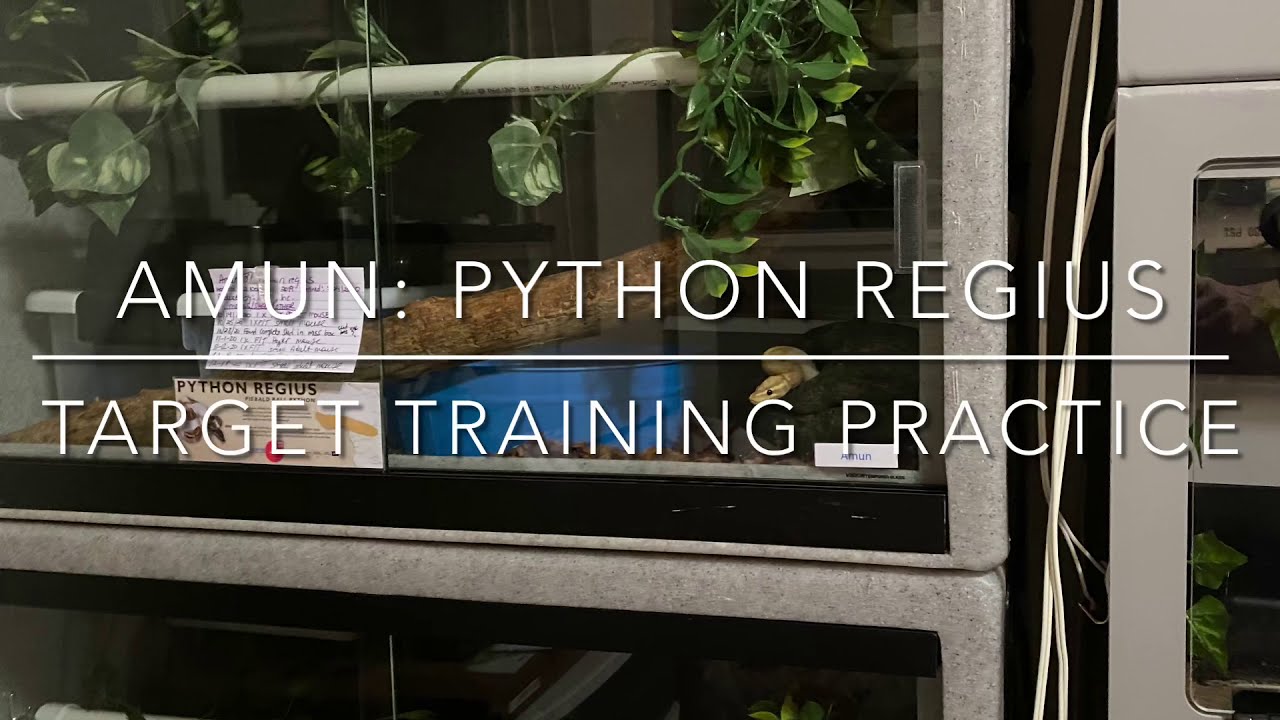 Royal Python: Short Training Session