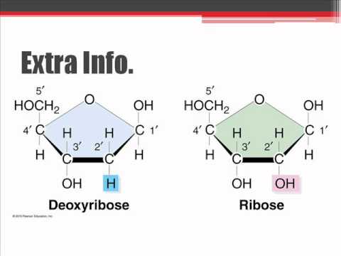 RNA vs DNA.wmv