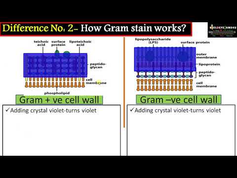 Difference between cell wall of Gram Positive and Gram Negative Bacteria