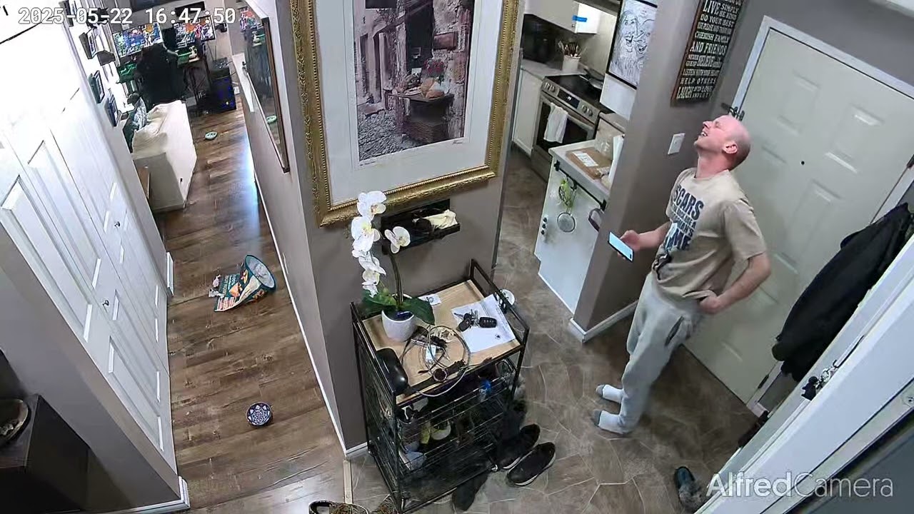 Cat Cameo: The Surprise Back Jump Mid-Call