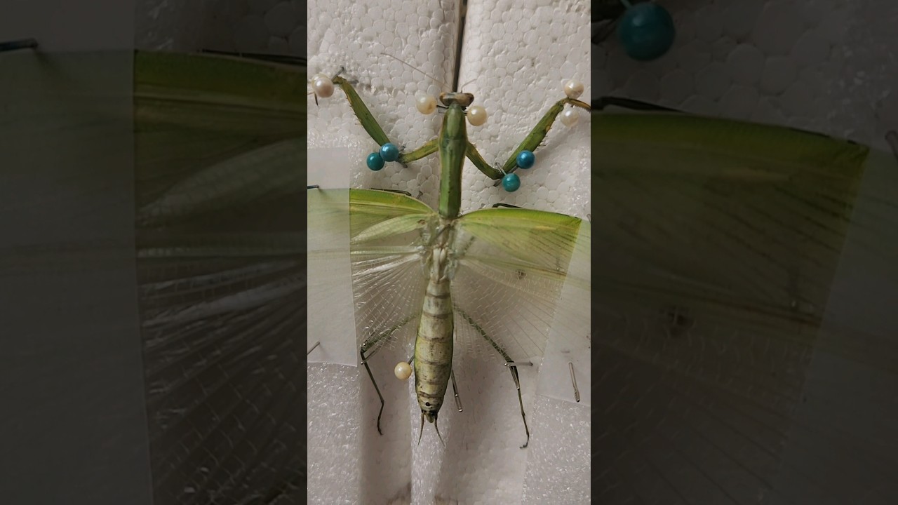 Preserve Praying Mantis #nature #animals #shorts