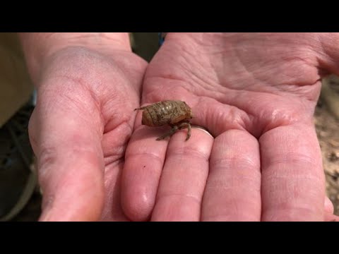 Will eating cicadas get me high? Myths debunked with OSU's BugDoc