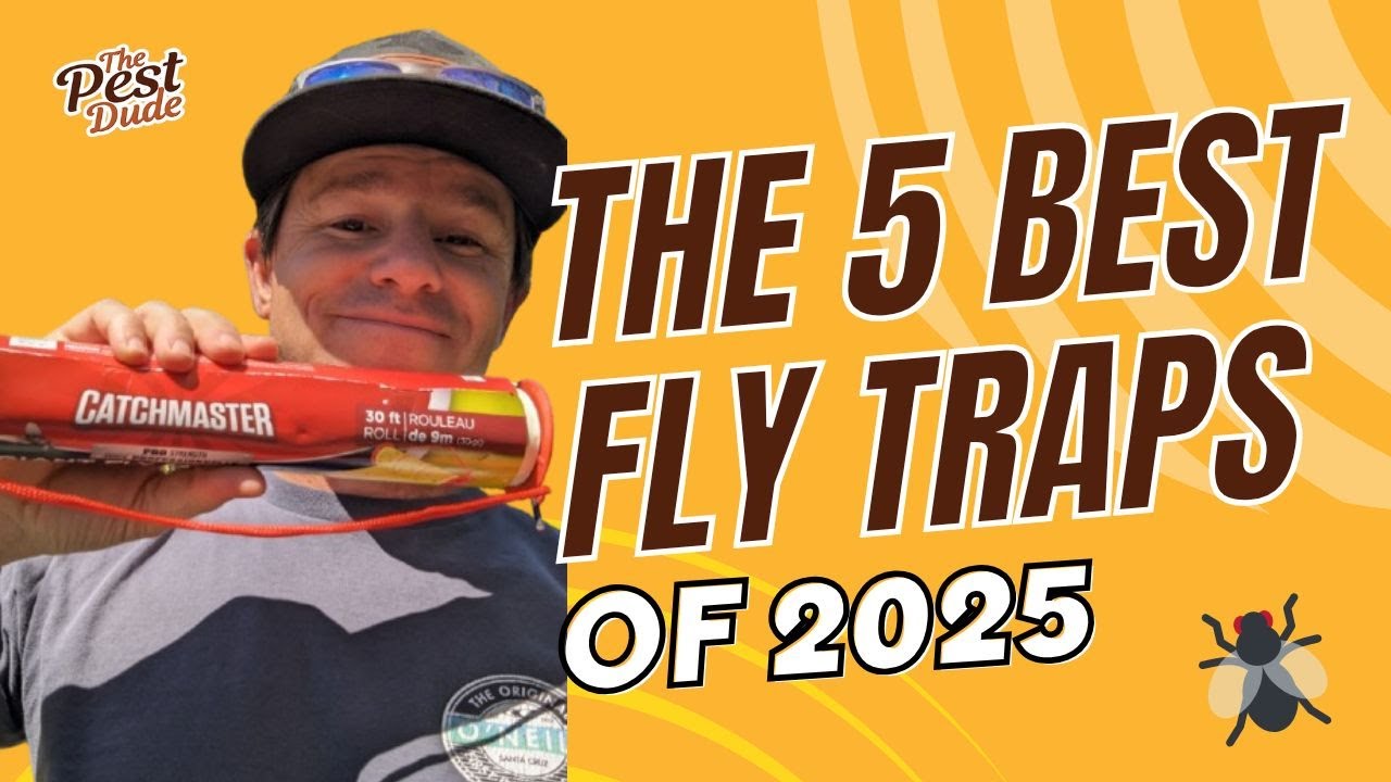 The Top 5 Best Fly Traps of 2025, According to an Exterminator