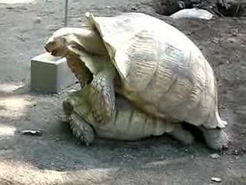 Dificil sesión Cabina coito tortugas Oponerse a robot Incompetencia