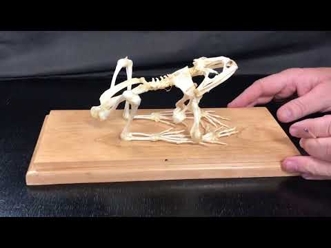 Frog skeleton for zoology Biol 182 at Golden West College