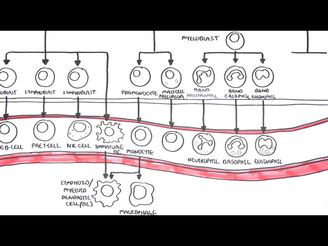 Red Blood Cell Life Cycle – Erythropoiesis Mechanism - Armando Hasudungan