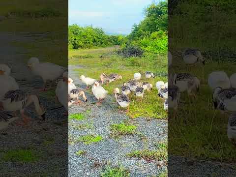 Family Geese finding food ❤️️#camanimalguide #shorts #viral #trending #animals #geese
