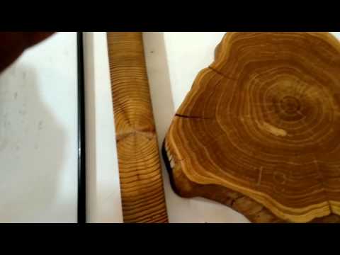 Dendrochronology -how to measure age of a tree