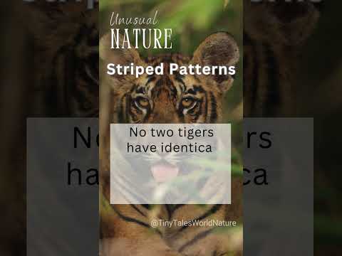 Striped Patterns — Nature’s Unique Fingerprints #TigerFacts #NatureShorts #AnimalPatterns #Wildlife