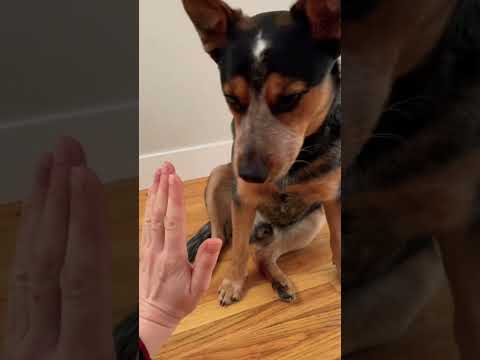 High 5 - Australian cattle dog #acd #blueheeler #australiancattledog