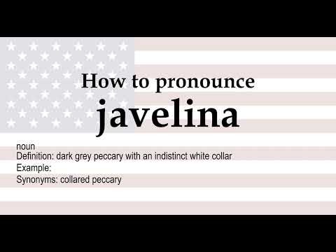 javelina