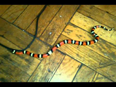 pueblan milk snake