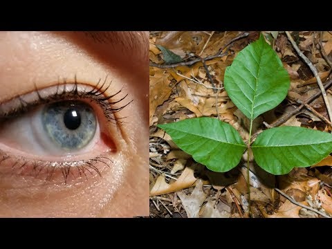 Best Poison Ivy Video Identification Guide