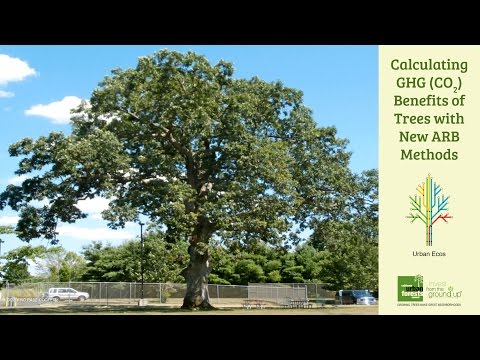 Tree Carbon Calculator