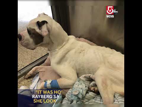Severely emaciated dog rescued from Braintree home