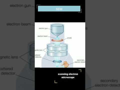 what is the full form of SEM #shorts @tunnellingphysics5848