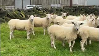 Sheep for Sale & Wanted | Border Livestock Exchange