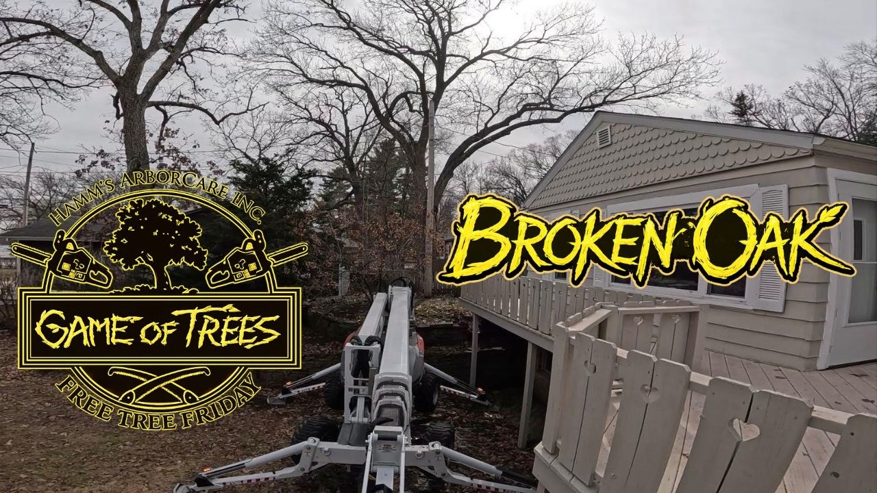 Free Tree Friday - Broken and diseased Oak