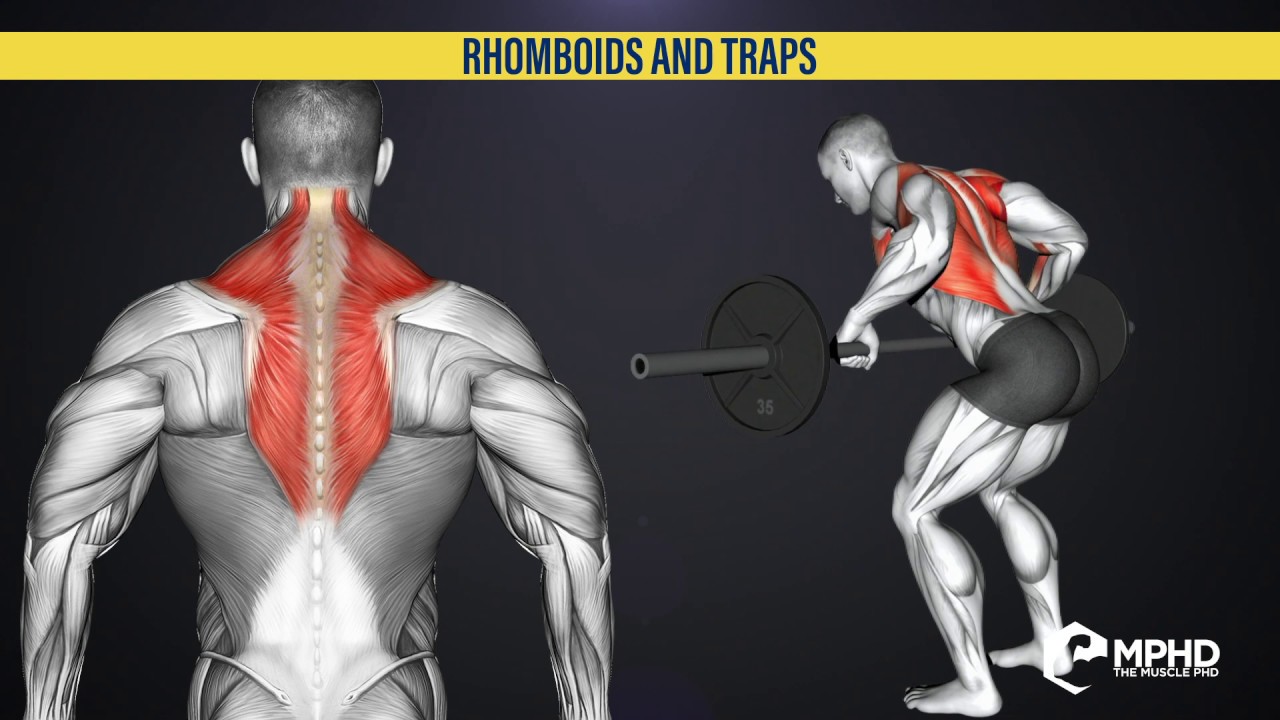 Actions of the Rhomboids and Traps