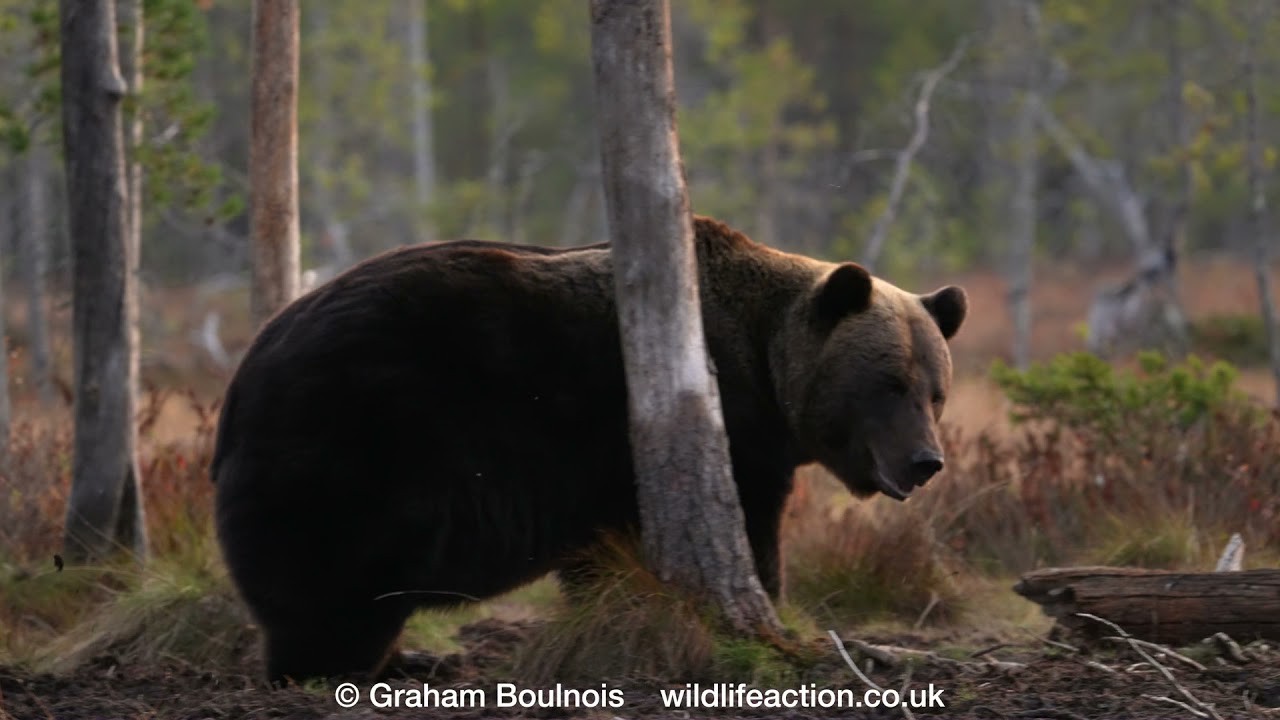 Eurasian Brown Bear by a lake